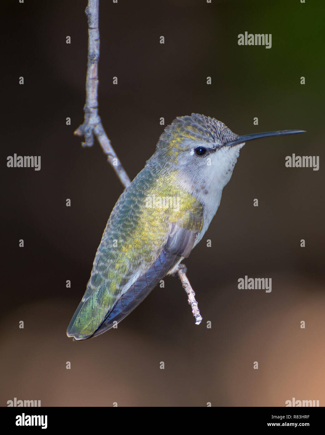 Iridescent Female Hummingbird perched on a Hanging Twig Stock Photo - Alamy