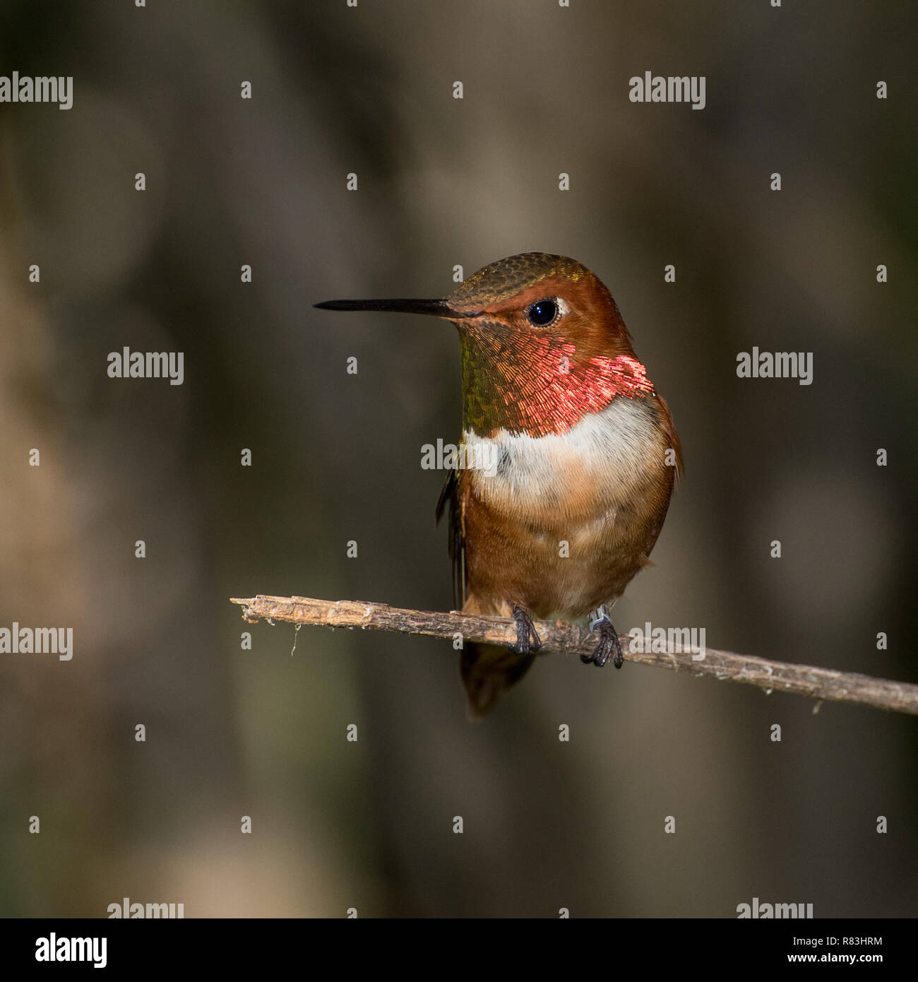 Hummingbird male perched hi-res stock photography and images - Alamy