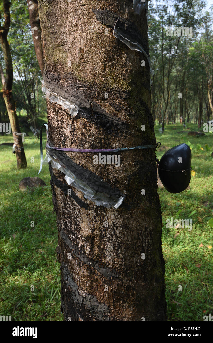 Incised rubber tree hi-res stock photography and images - Alamy