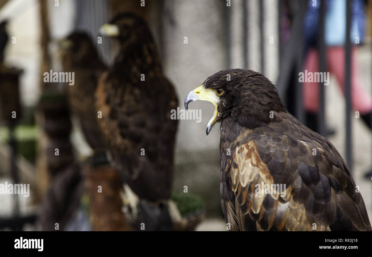 Wild hawks, raptor detail Stock Photo - Alamy