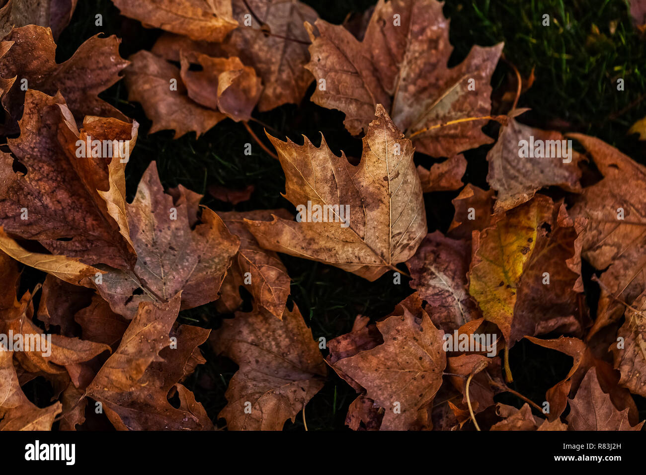 Dead maple hi-res stock photography and images - Alamy