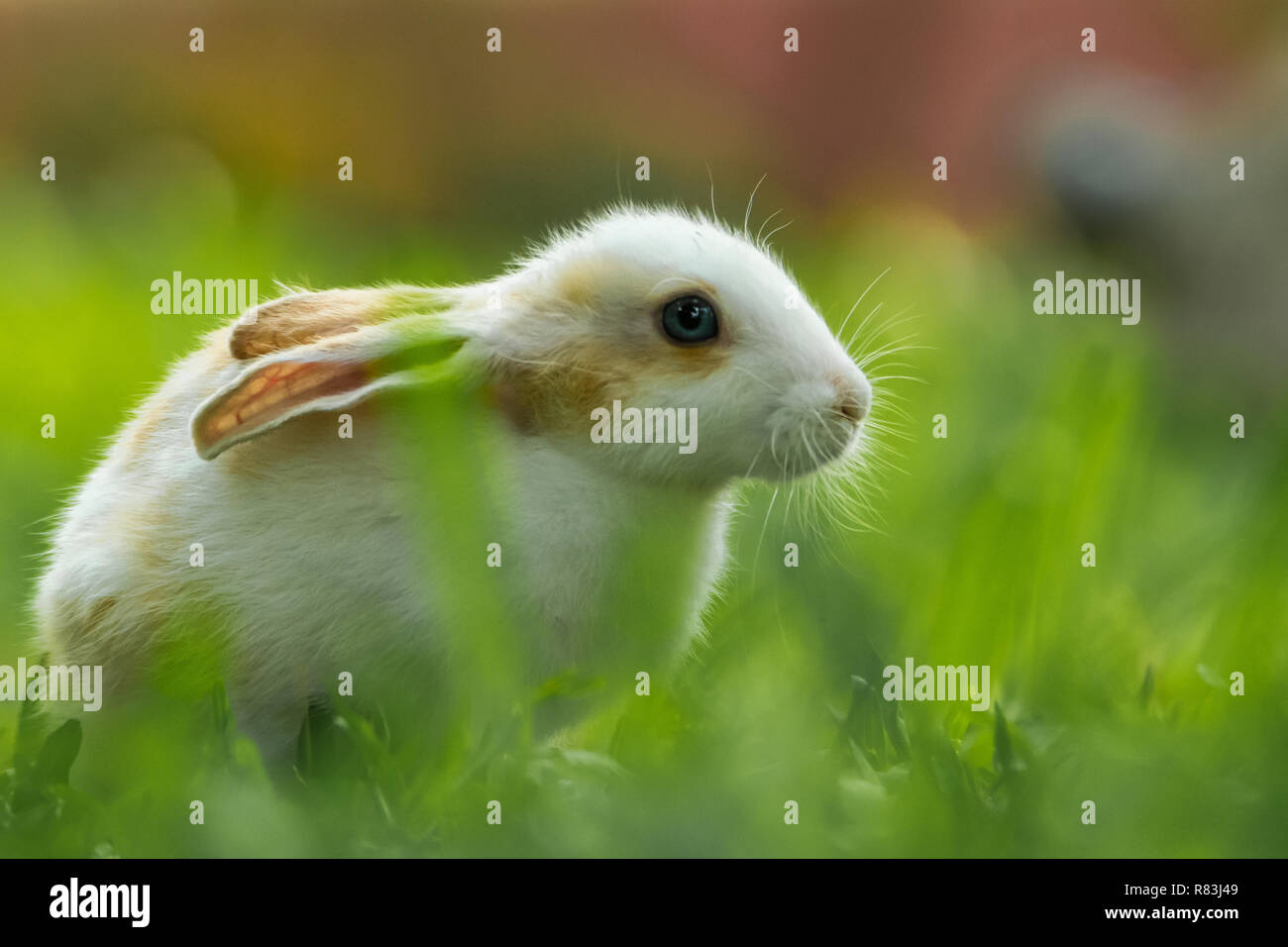 Small furry mammals hi-res stock photography and images - Alamy