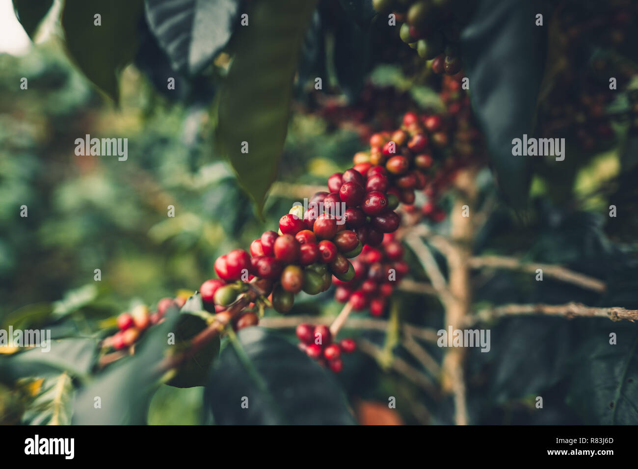 cherry coffee Good quality red coffee beans exuberant coffee tree Stock ...
