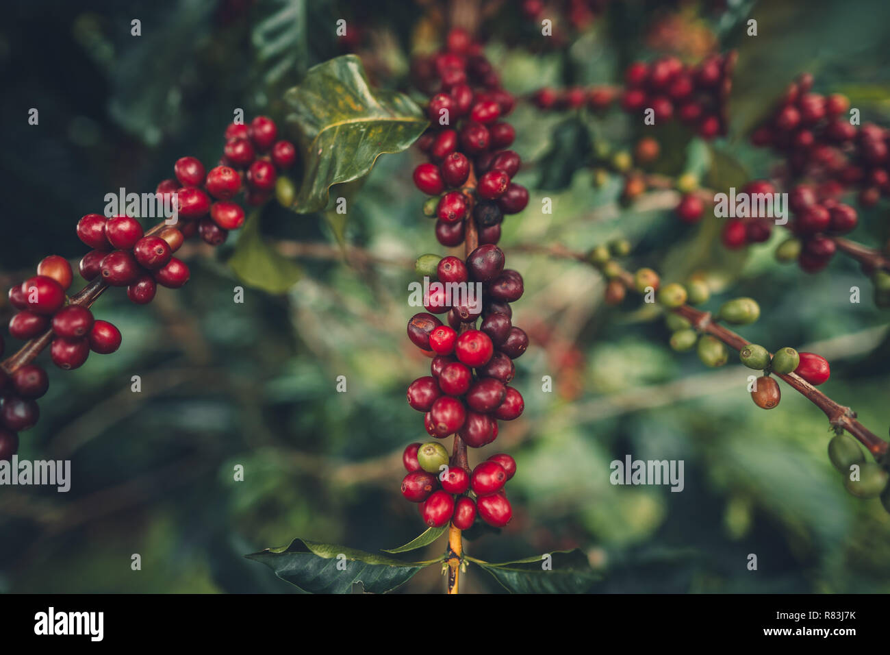 cherry coffee Good quality red coffee beans exuberant coffee tree Stock ...