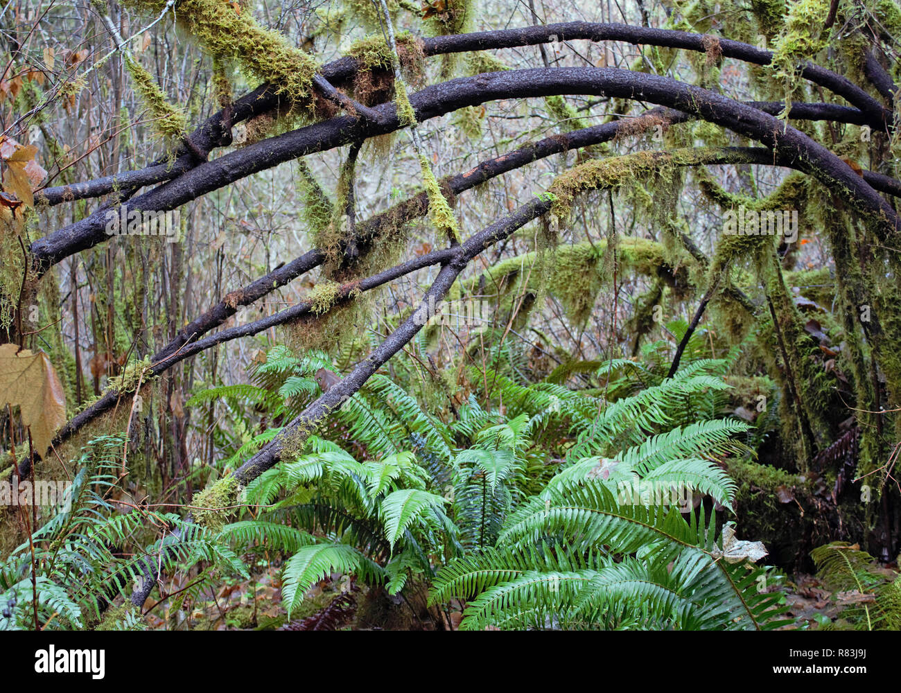 Pacific northwest hiking hi-res stock photography and images - Alamy