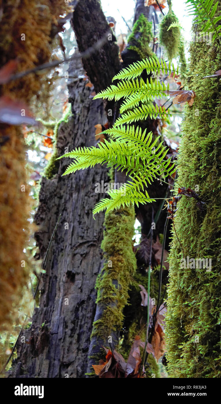 Ferns growing from the trunk of a moss covered tree along a Pacific ...