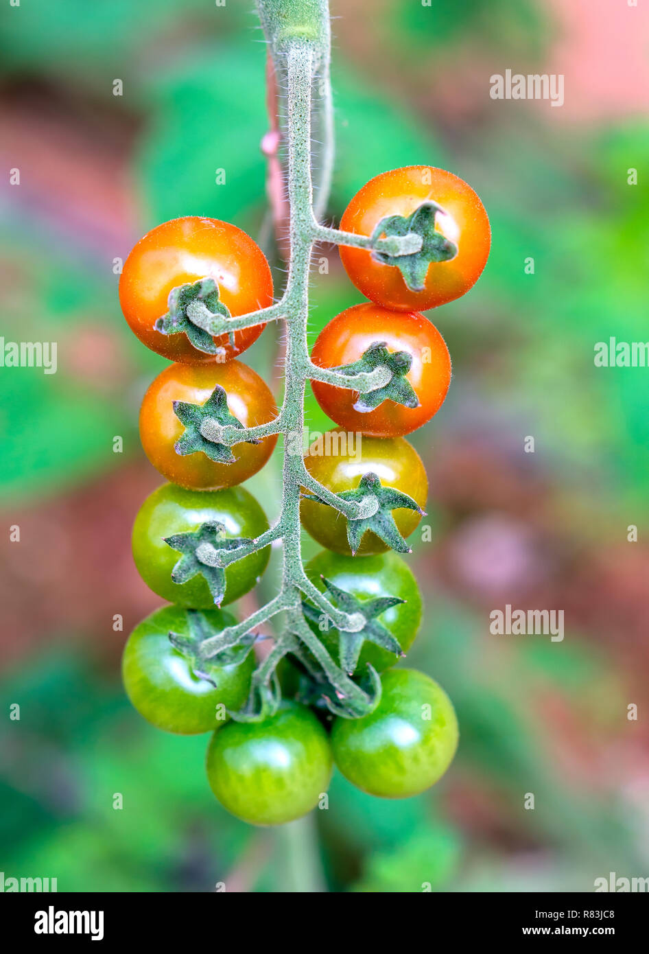 Ripe tomato in a greenhouse, ready for picking. They are Japanese ...