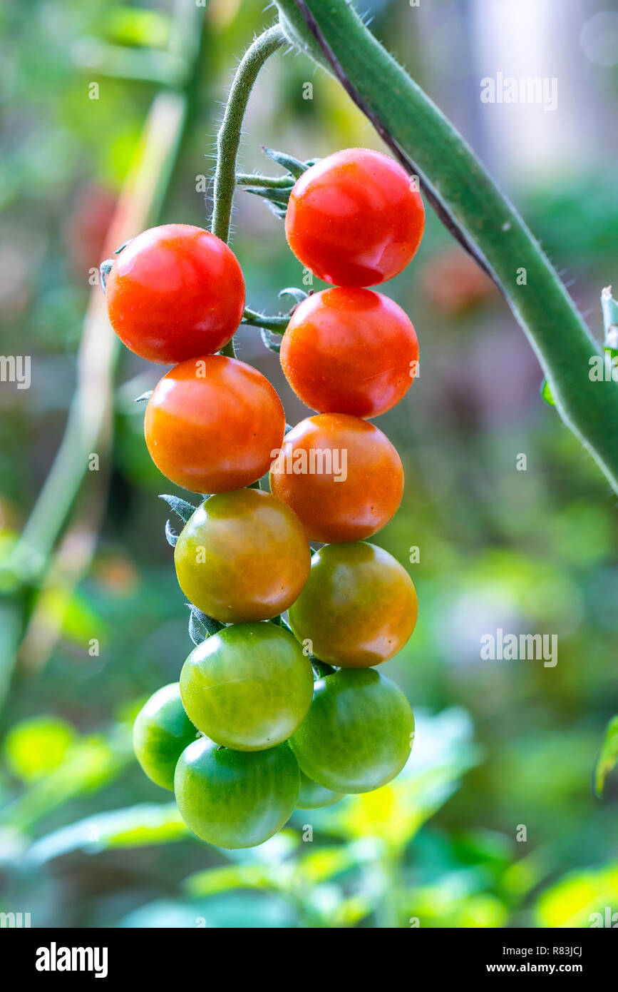 Ripe tomato in a greenhouse, ready for picking. They are Japanese ...