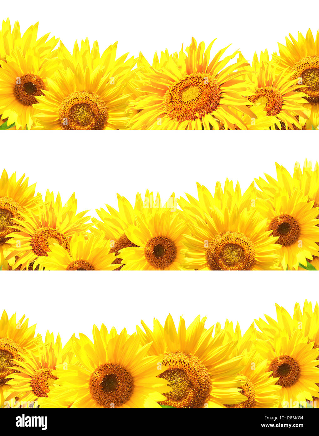 Collection of borders with sunflowers. Isolated on white background ...