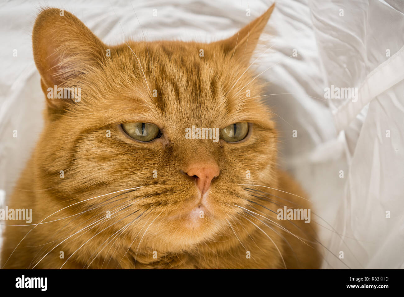 Orange cat looking at the camera hi-res stock photography and images ...