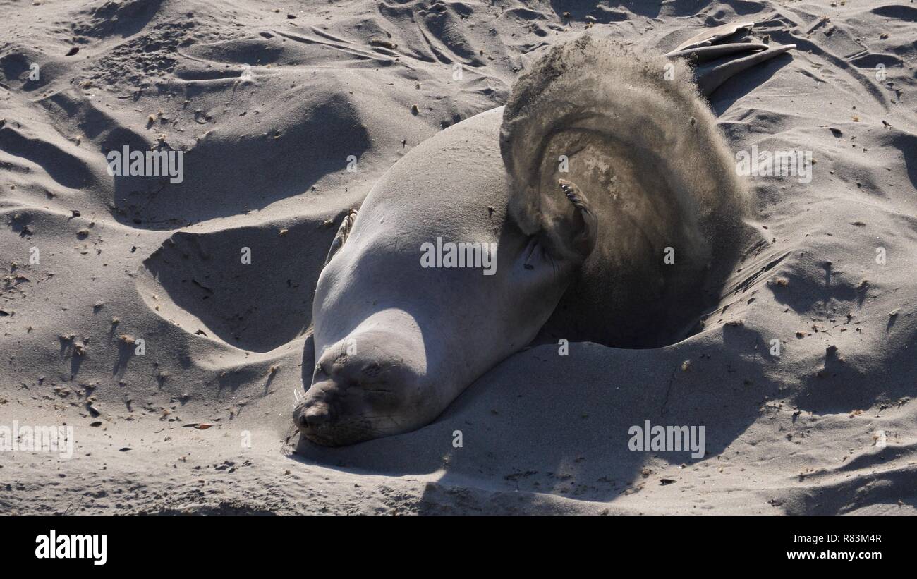 Polygynous Species High Resolution Stock Photography and Images - Alamy