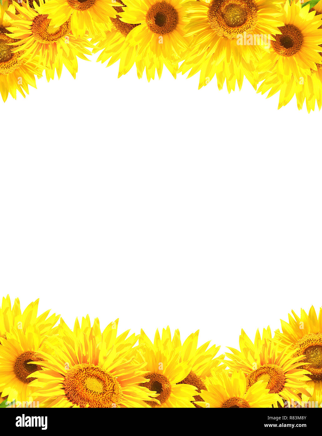 Border with many yellow sunflowers. Isolated on white background Stock ...