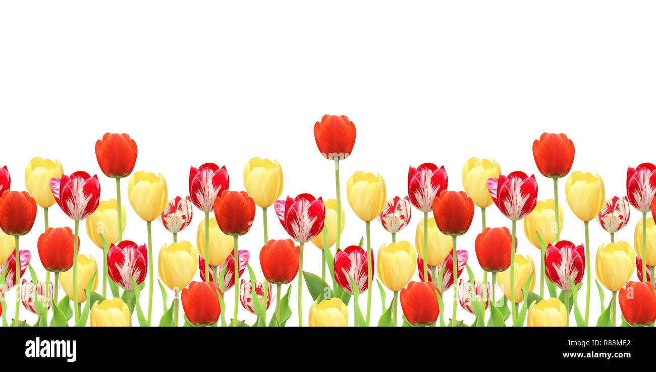 Seamless border with tulips. Isolated on white background Stock Photo ...