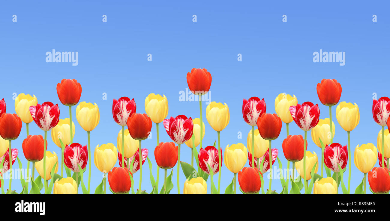 Seamless border with tulips. On blue sky Stock Photo - Alamy