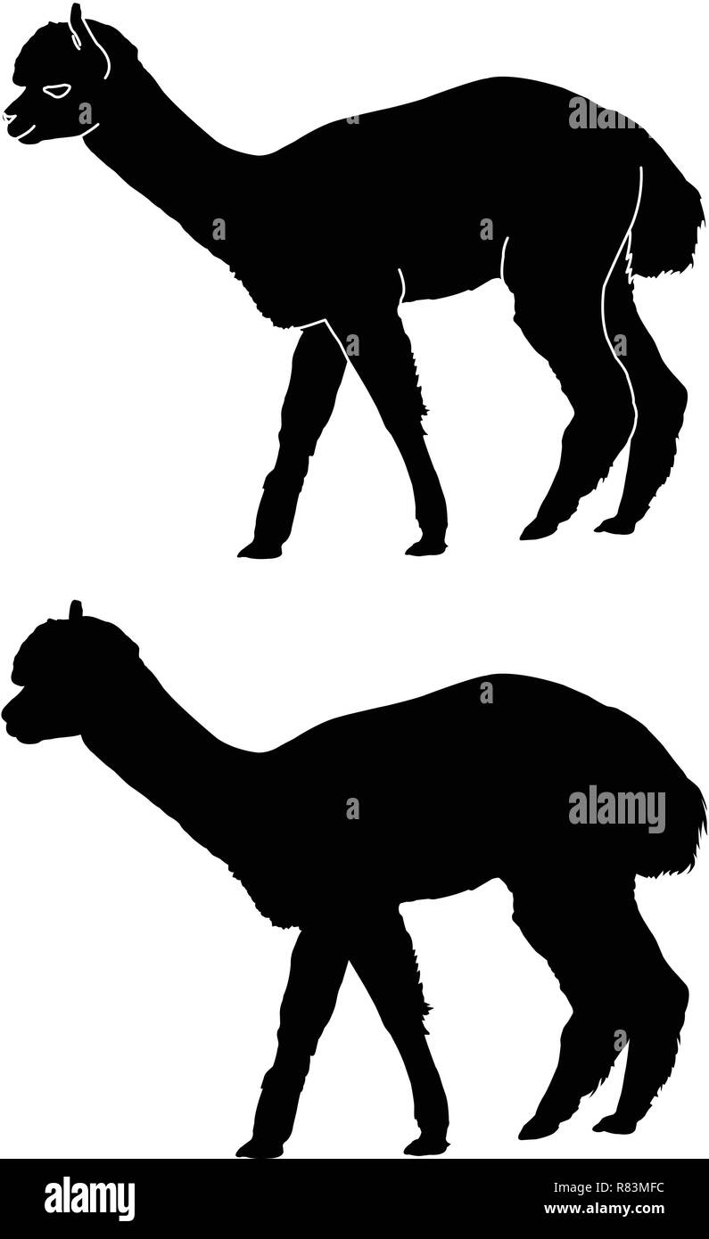 Alpaca silhouette hi-res stock photography and images - Alamy