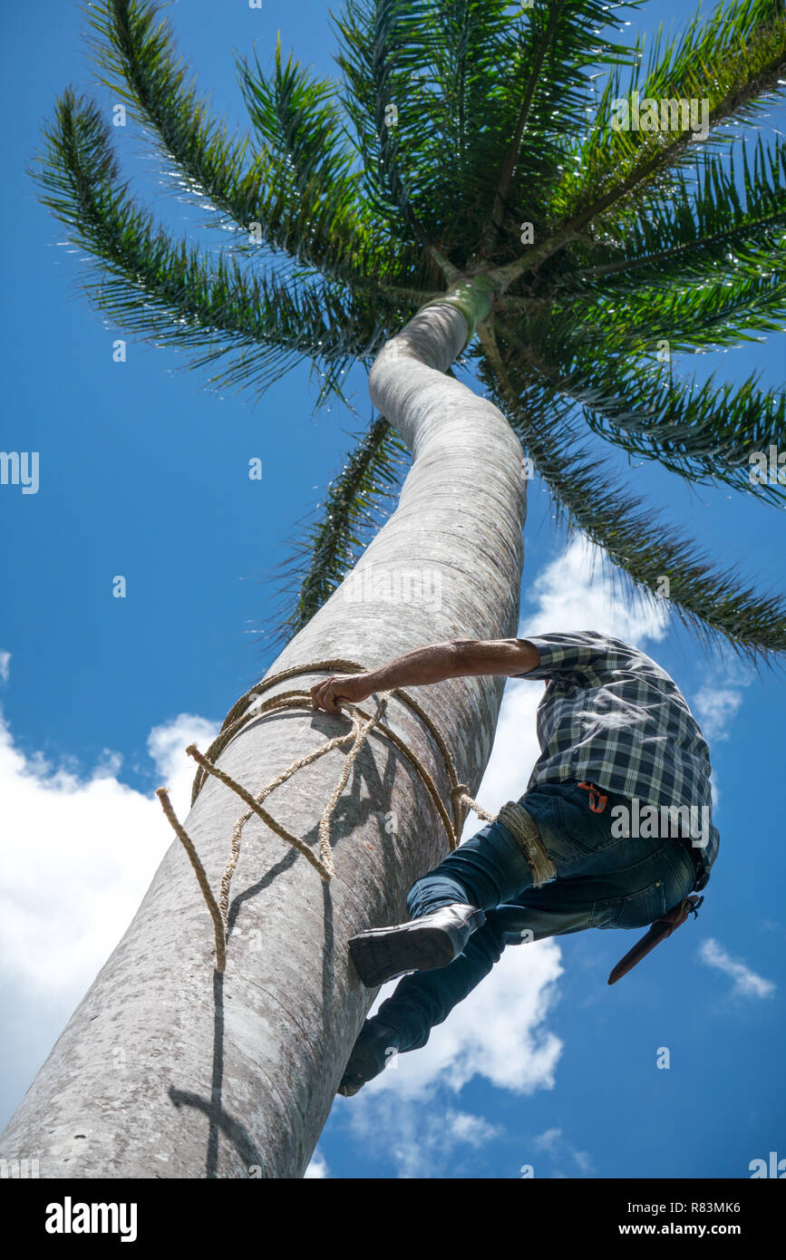 Adult male climbs tall coconut tree with rope to get coco nuts ...
