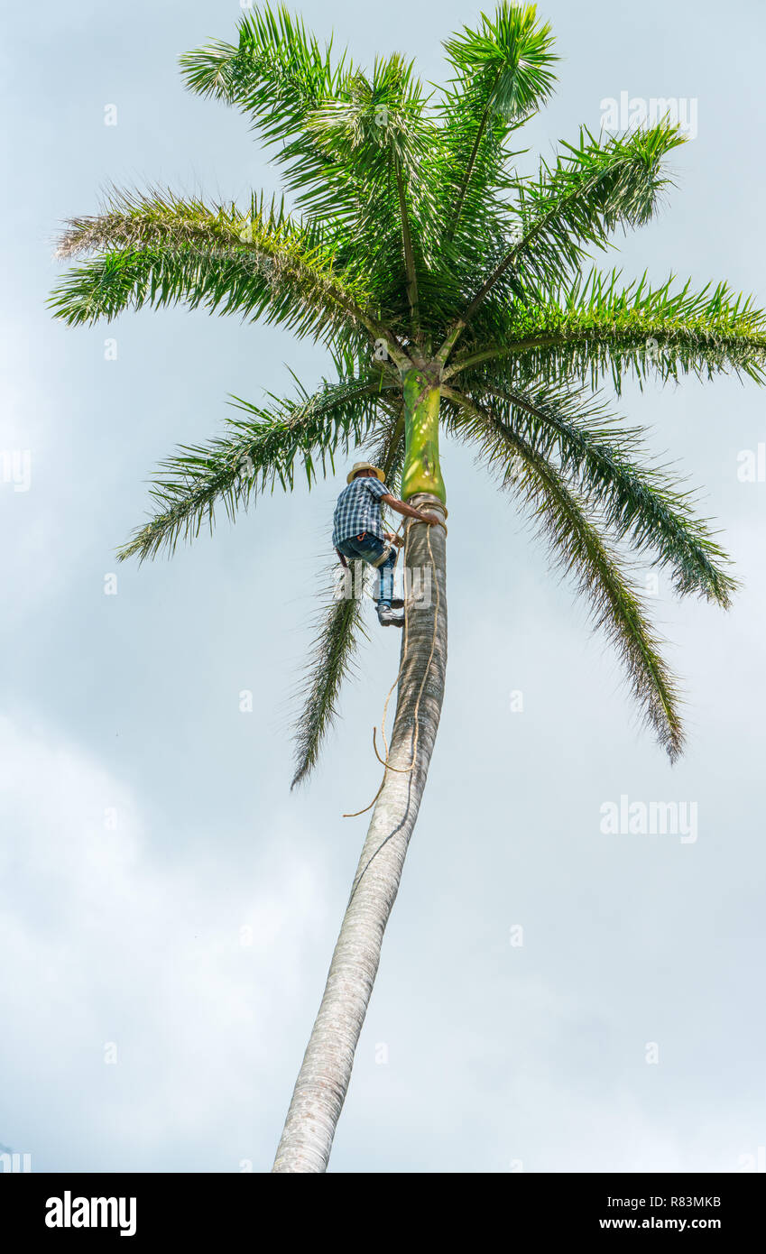Adult male climbs tall coconut tree with rope to get coco nuts ...