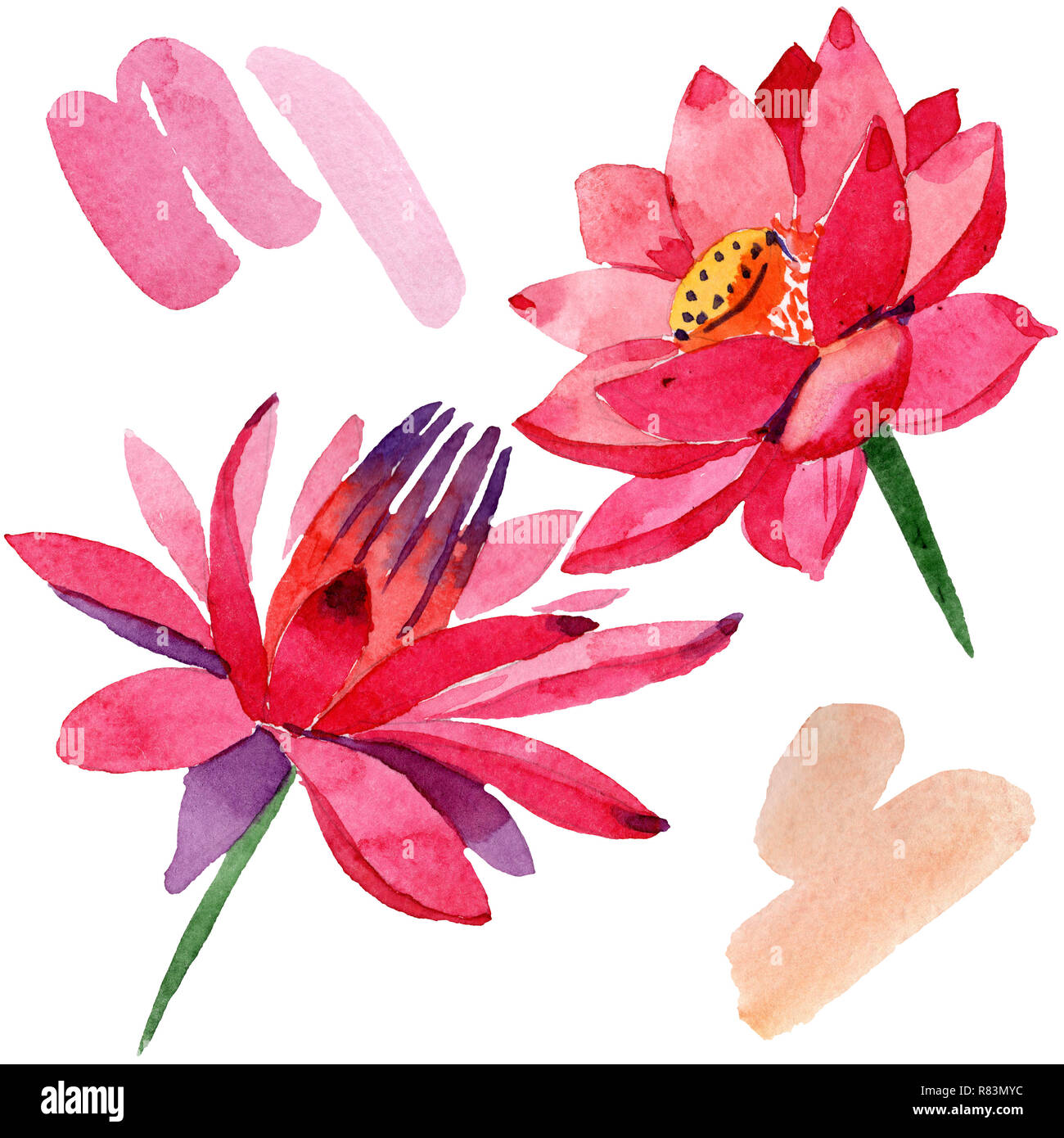 Red lotus. Isolated lotus illustration element. Floral botanical flower ...