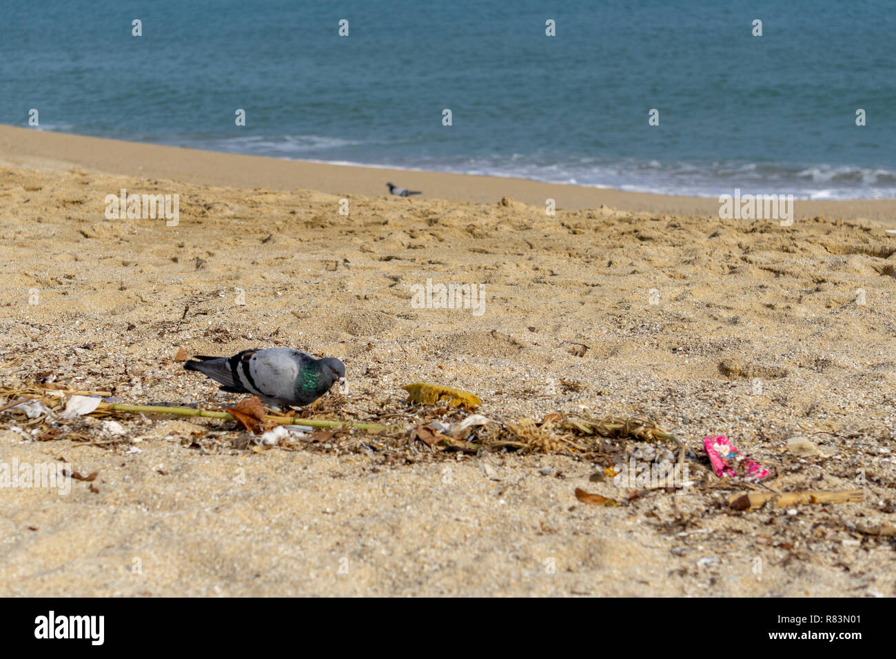 Plastic waste bird hi-res stock photography and images - Alamy