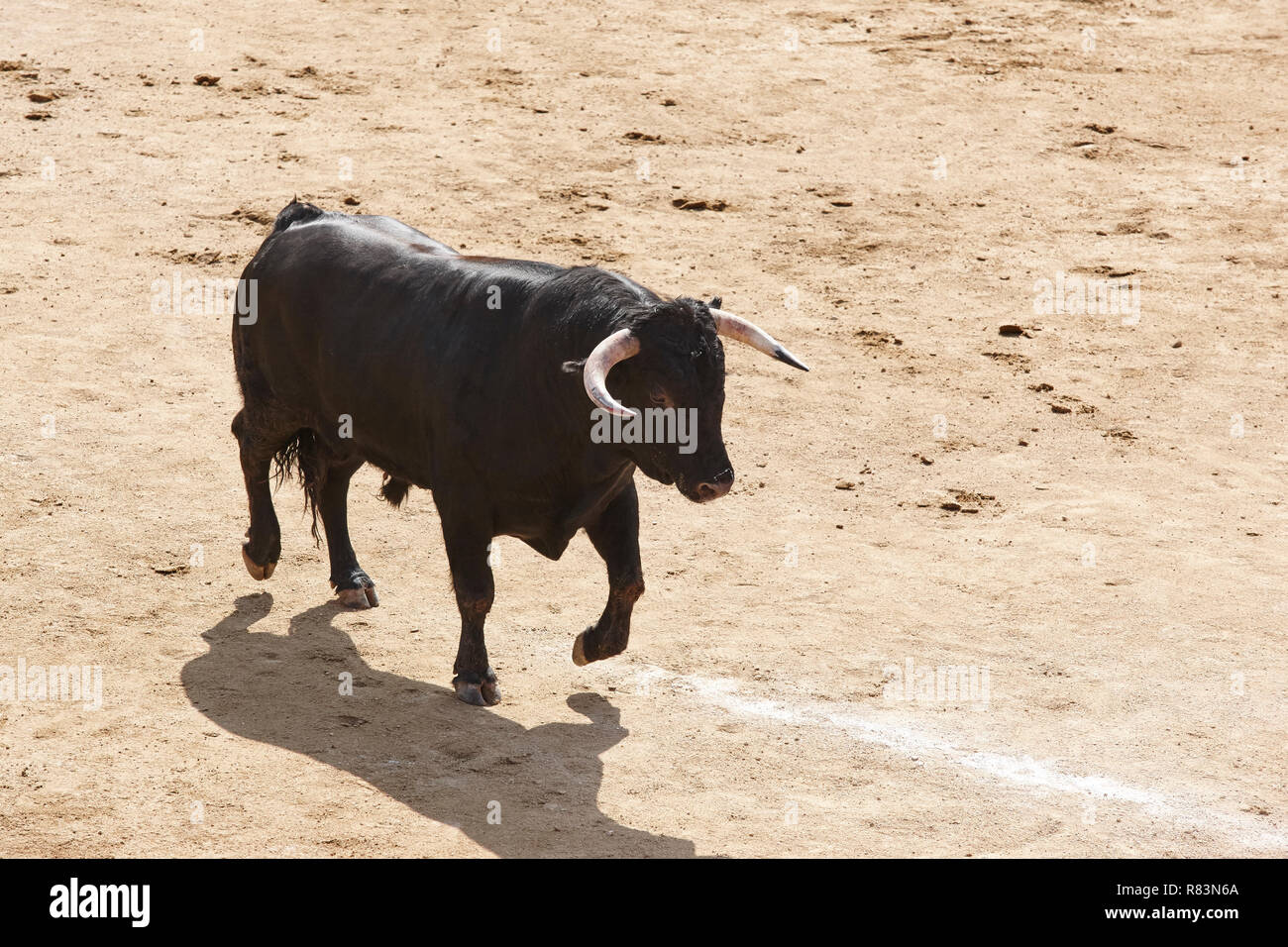 Fighting bull in the arena. Bullring. Toro bravo. Spain. Horizontal ...