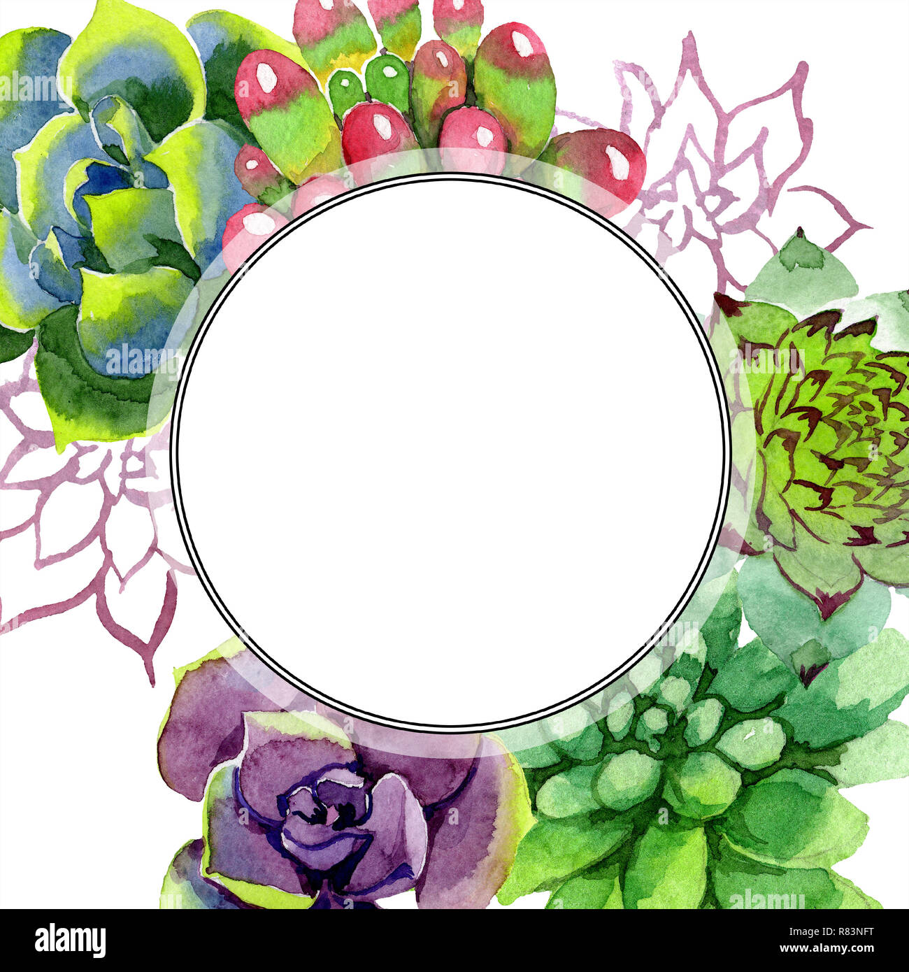 Amazing succulent. Floral botanical flower. Watercolor background ...