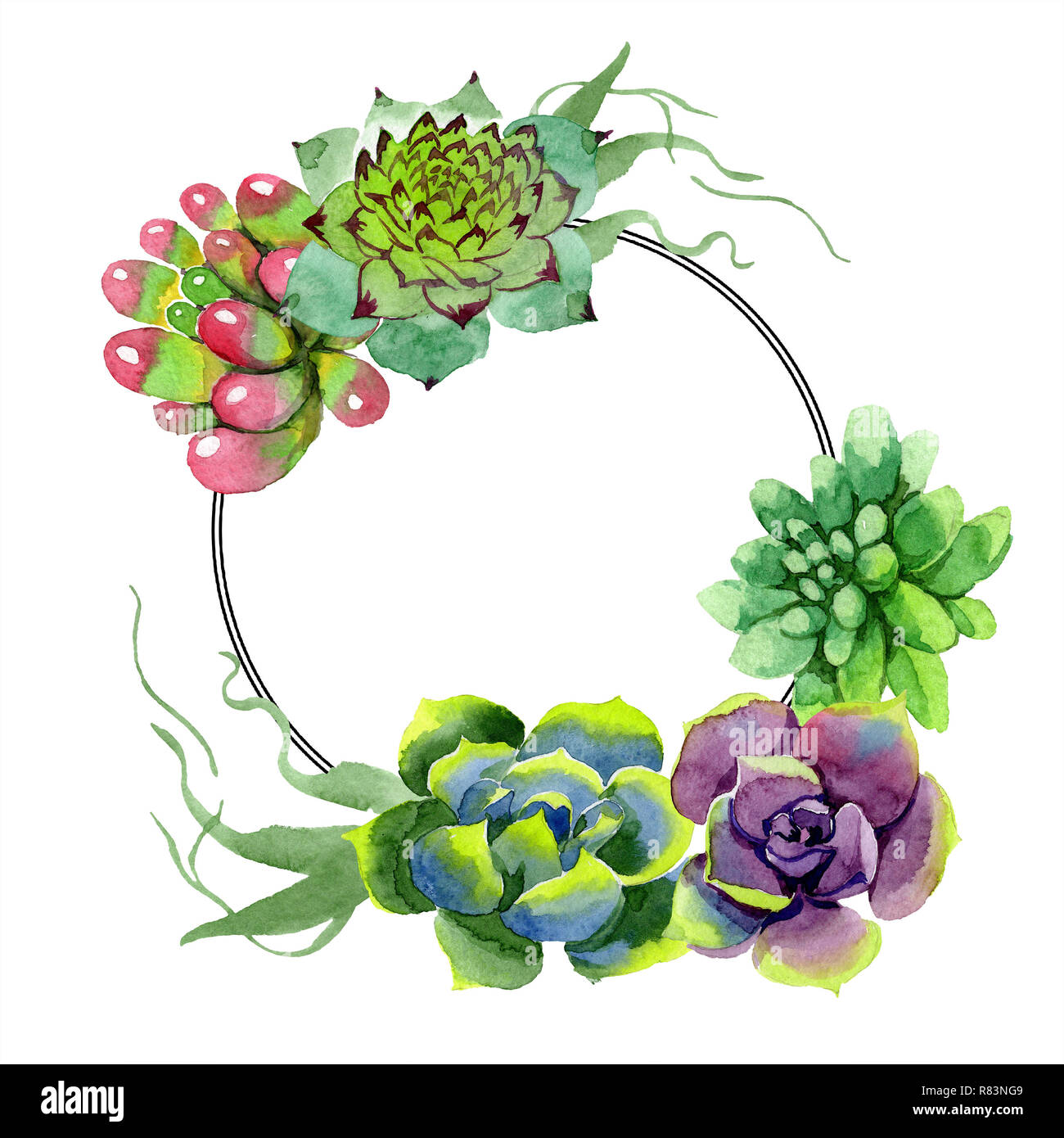 Amazing succulent. Floral botanical flower. Watercolor background ...