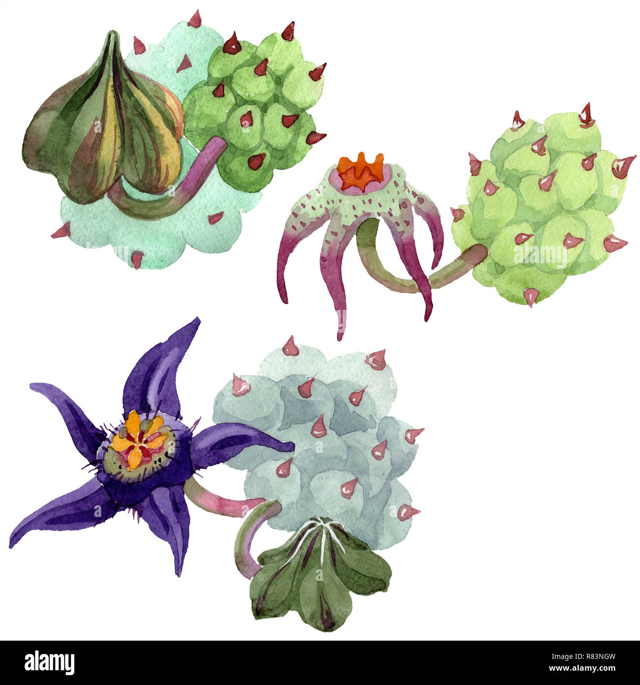 Duvalia flower. Isolated duvalia illustration element. Watercolor ...
