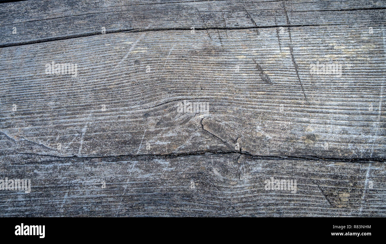 Black white and gray toned tree cut from the woods. Round tree ring ...