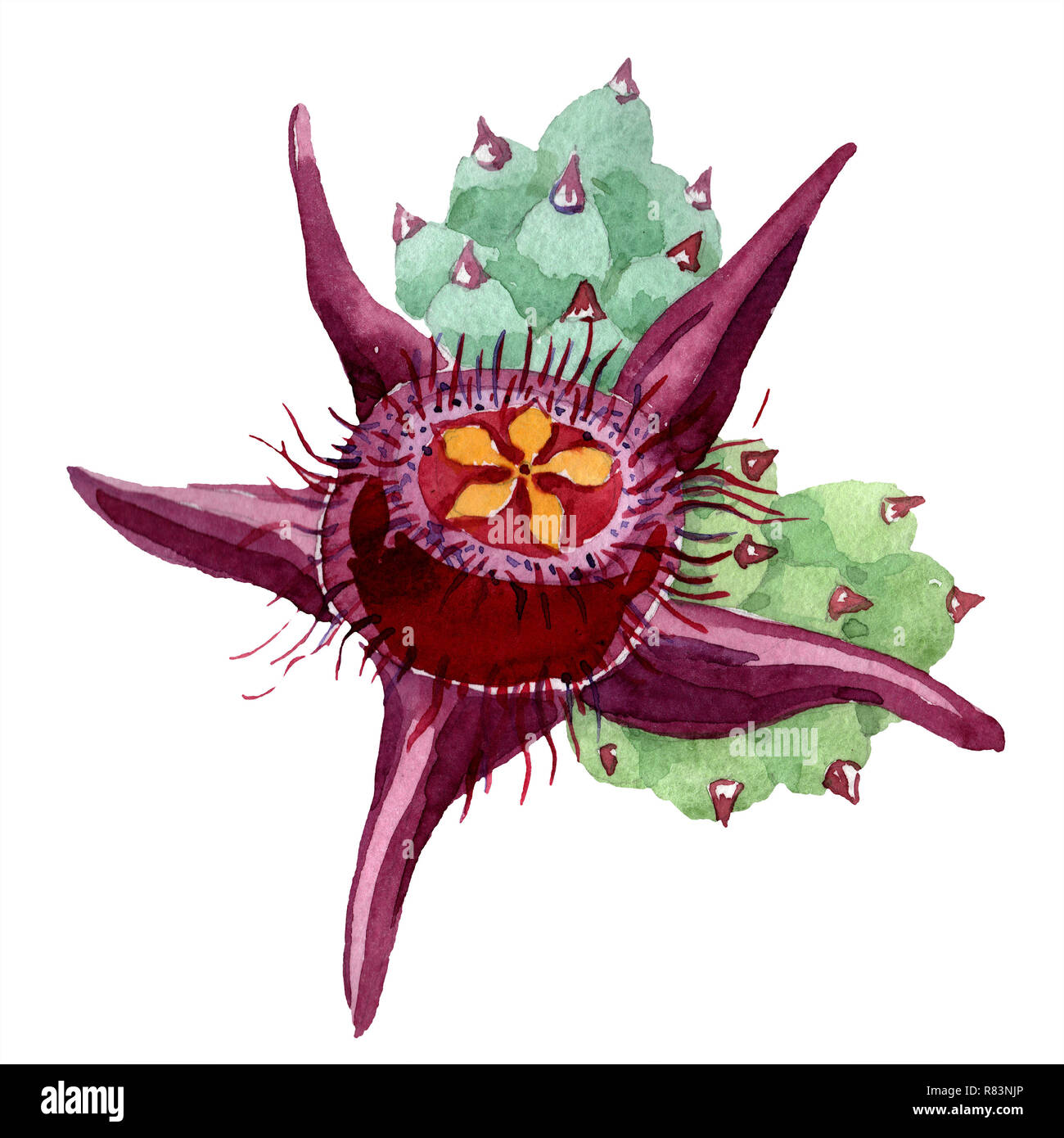 Duvalia flower. Isolated duvalia illustration element. Watercolor ...