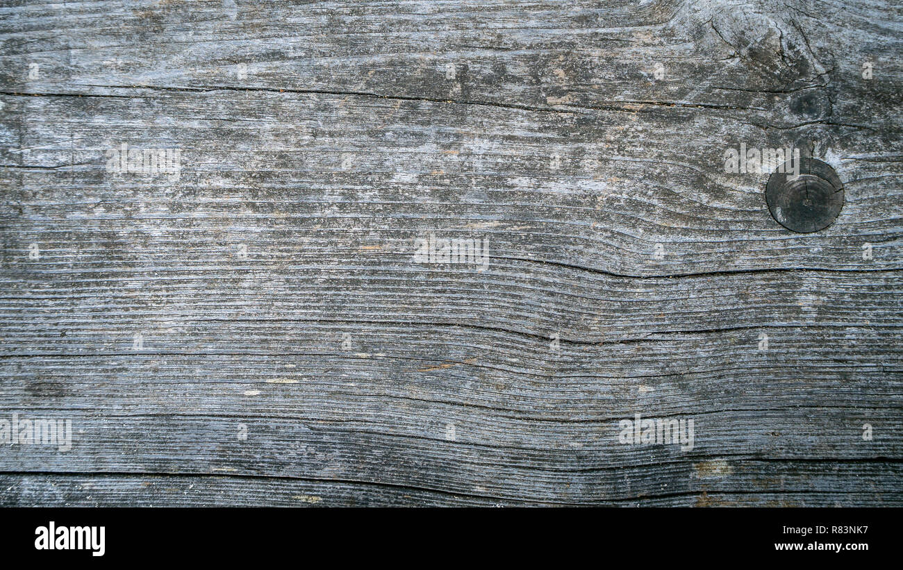 Black white and gray toned tree cut from the woods. Round tree ring ...
