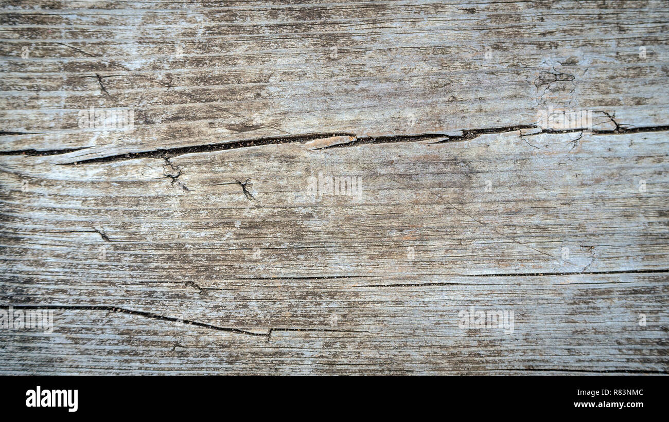 Black white and gray toned tree cut from the woods. Round tree ring ...