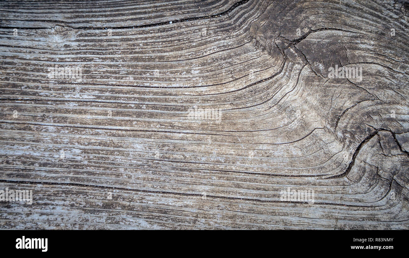 Leadwood forest hi-res stock photography and images - Alamy