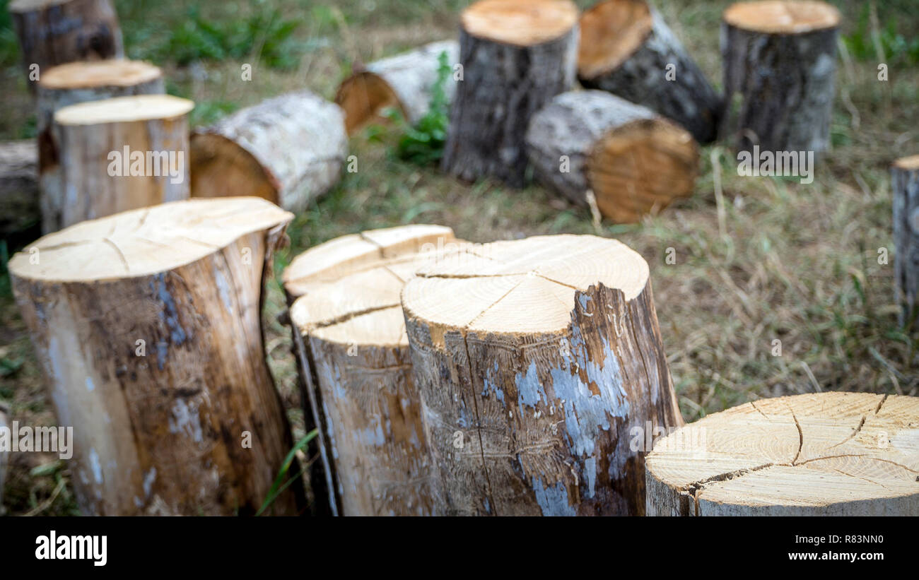 Logs, big and small, cut and piled. Texture of short wooden logs with ...