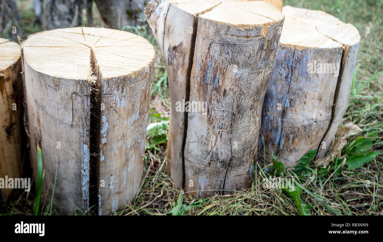 Logs, big and small, cut and piled. Texture of short wooden logs with ...