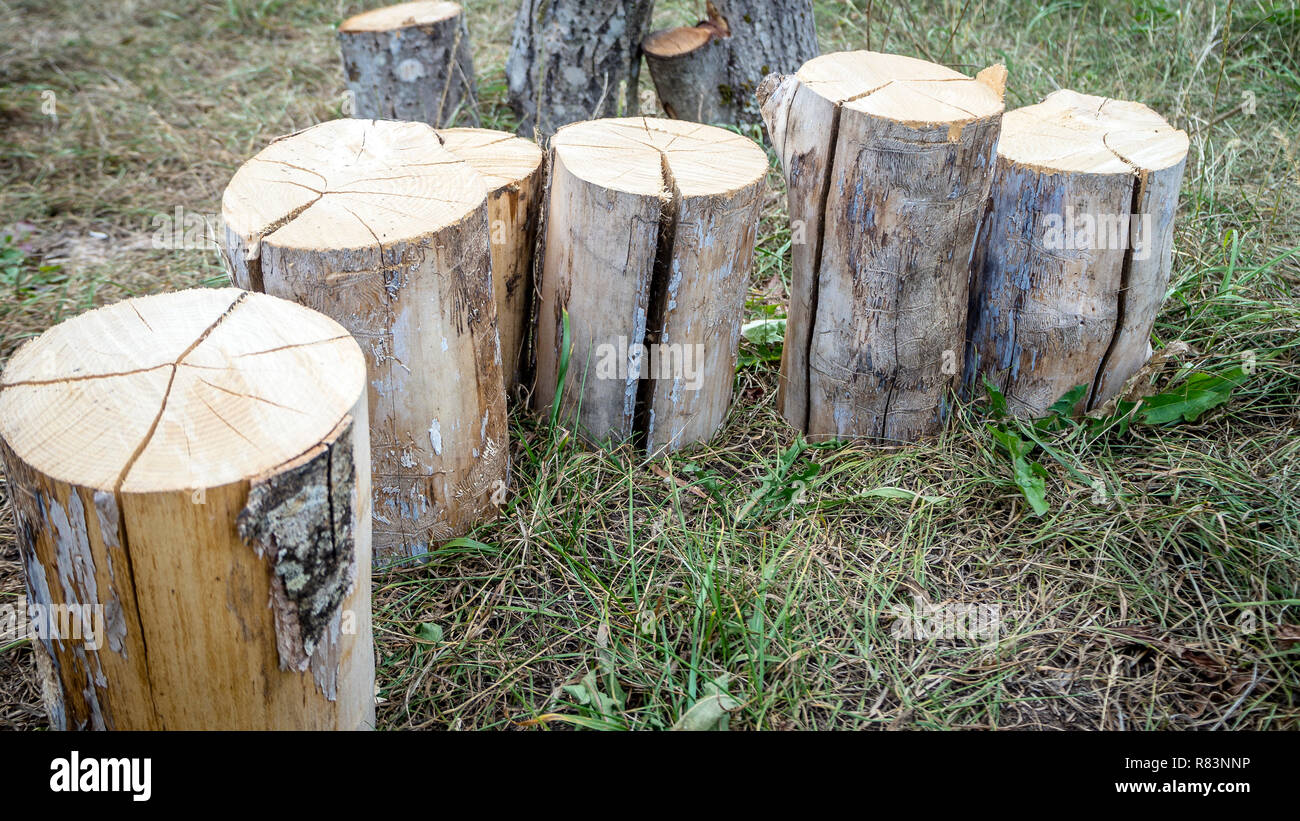 Logs, big and small, cut and piled. Texture of short wooden logs with ...