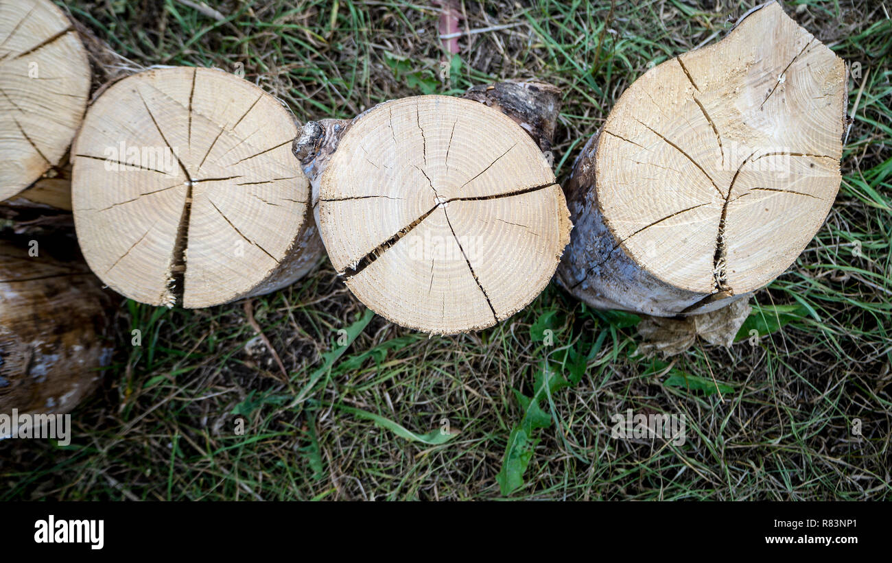 Logs, big and small, cut and piled. Texture of short wooden logs with ...