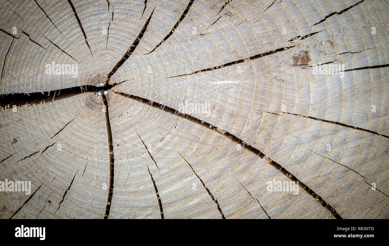 Leadwood Textured Background - Hardwood beauty through the weathered ...