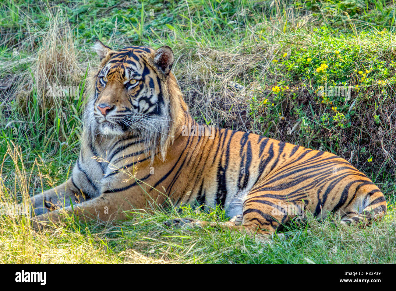 Sumatran tigers hi-res stock photography and images - Alamy