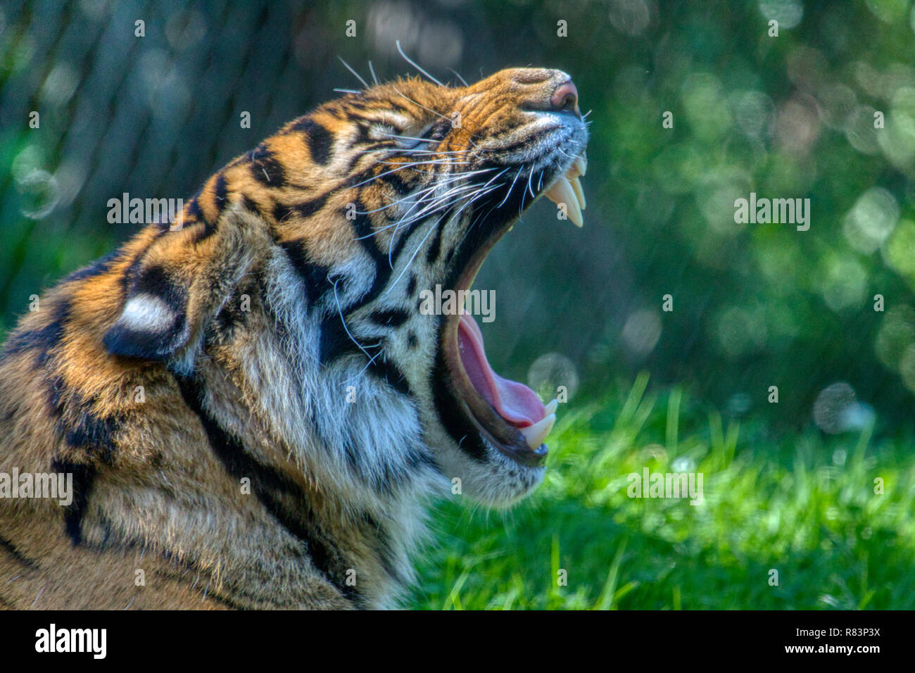 Tiger yawning hi-res stock photography and images - Alamy