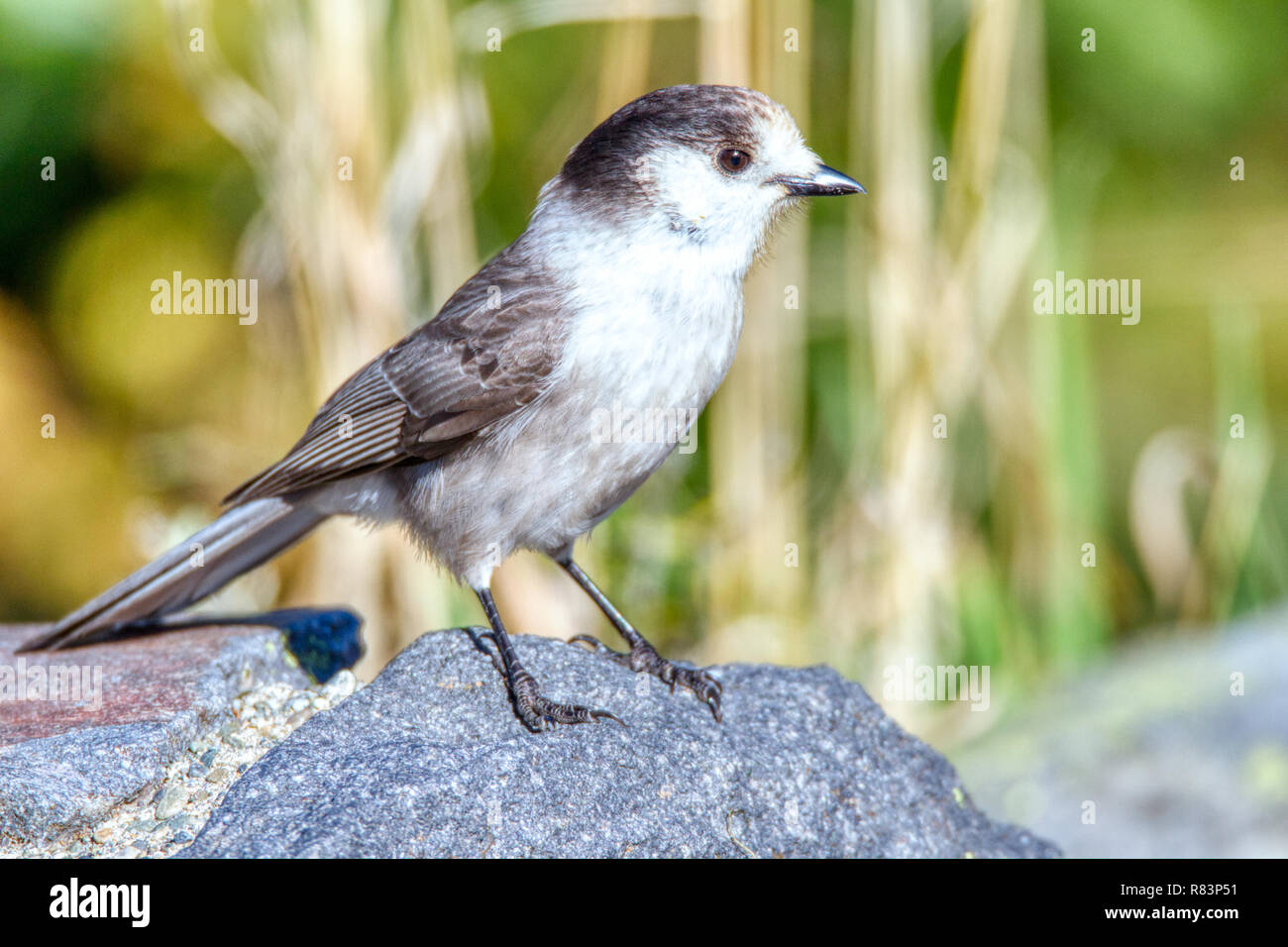 Canada jay perisoreus canadensis hi-res stock photography and images ...