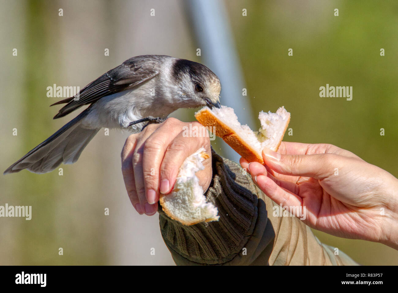 The Canada Jay (Perisoreus canadensis) also known as the Gray Jay, is a ...