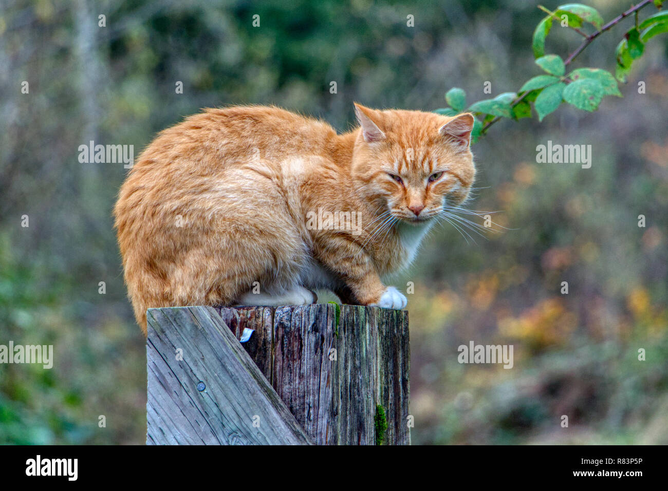 Beautiful portrait cat perched hi-res stock photography and images - Alamy