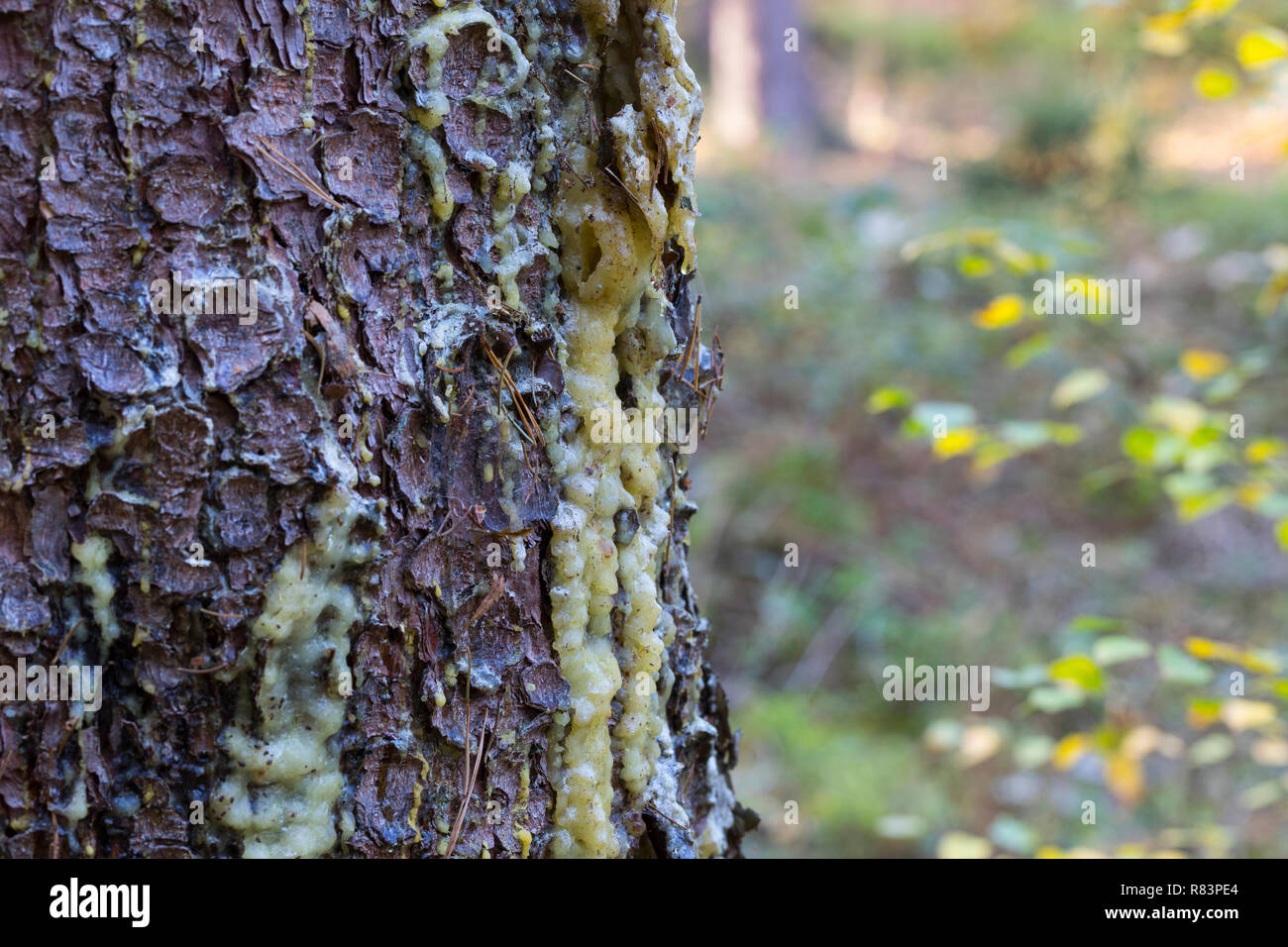 Galipot hi-res stock photography and images - Alamy