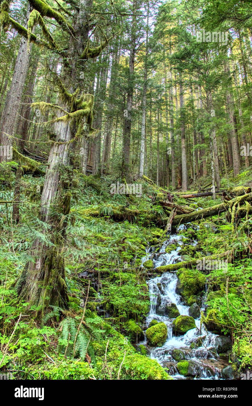 A small stream cascades down a hillside covered in old growth forest in ...