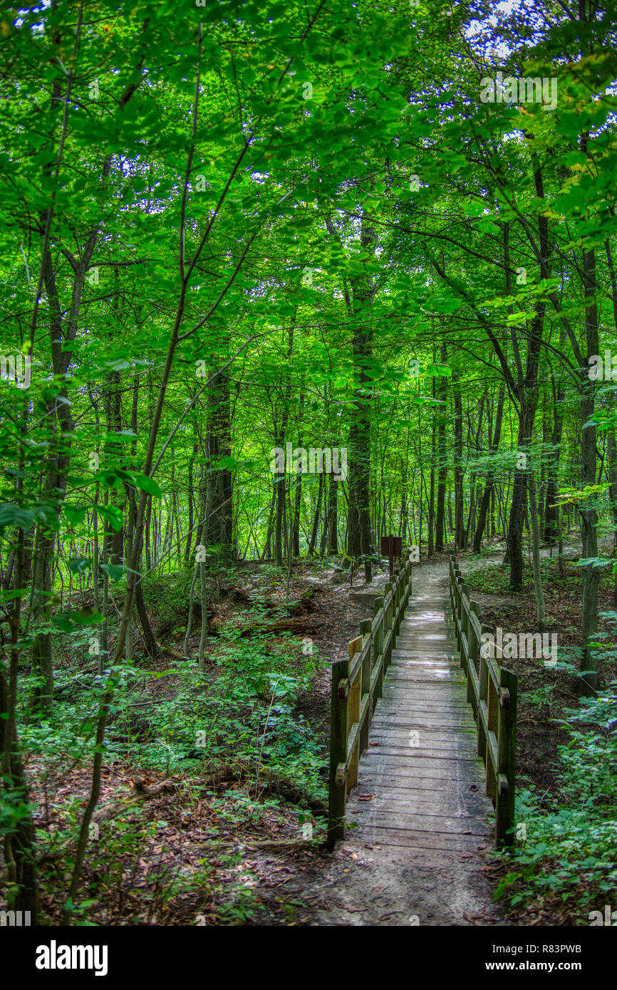 Wooden footbridge across a shallow ravine in the woods in Kensington ...
