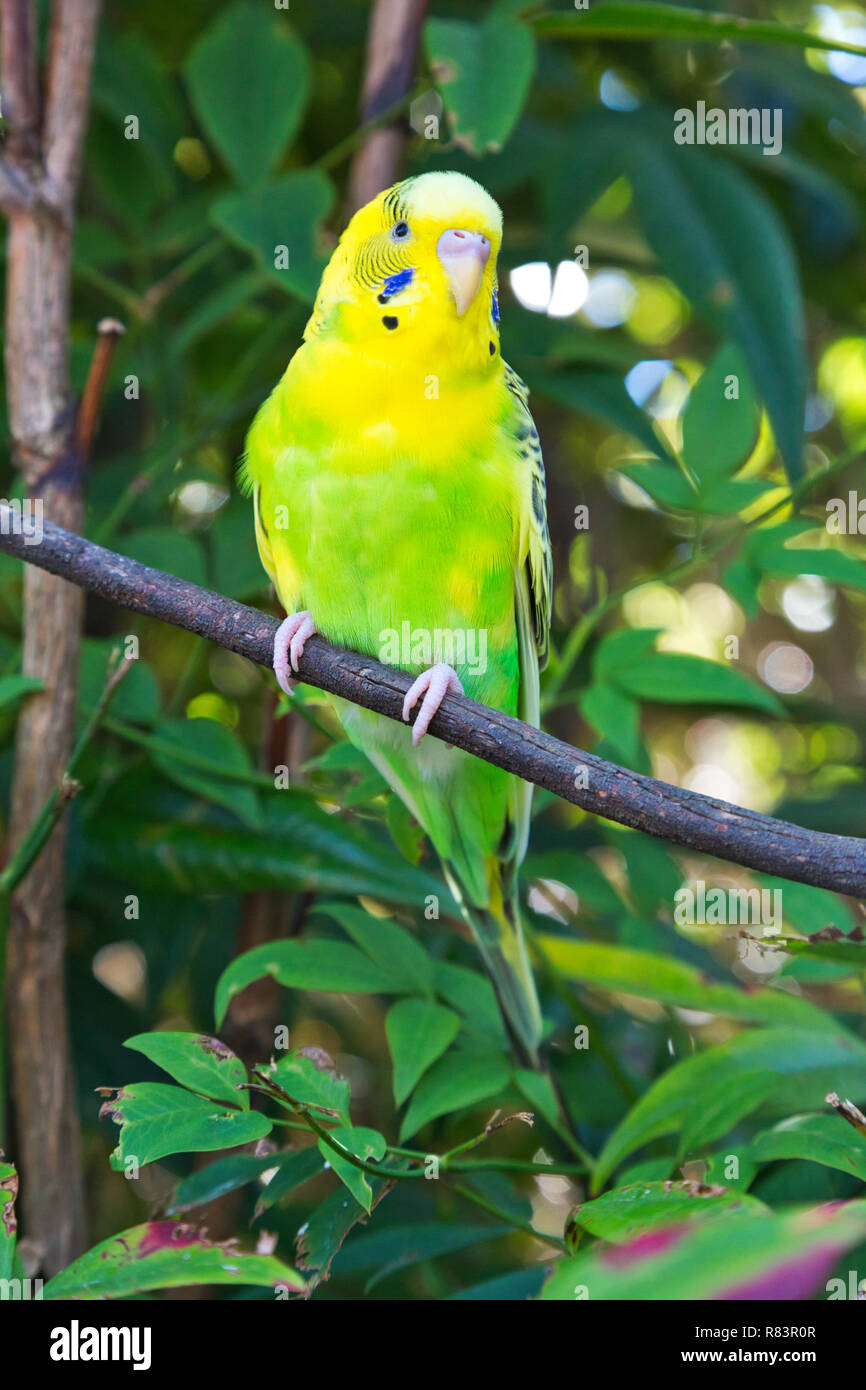 Budgerigar (melopsittacus undulatus) hi-res stock photography and ...