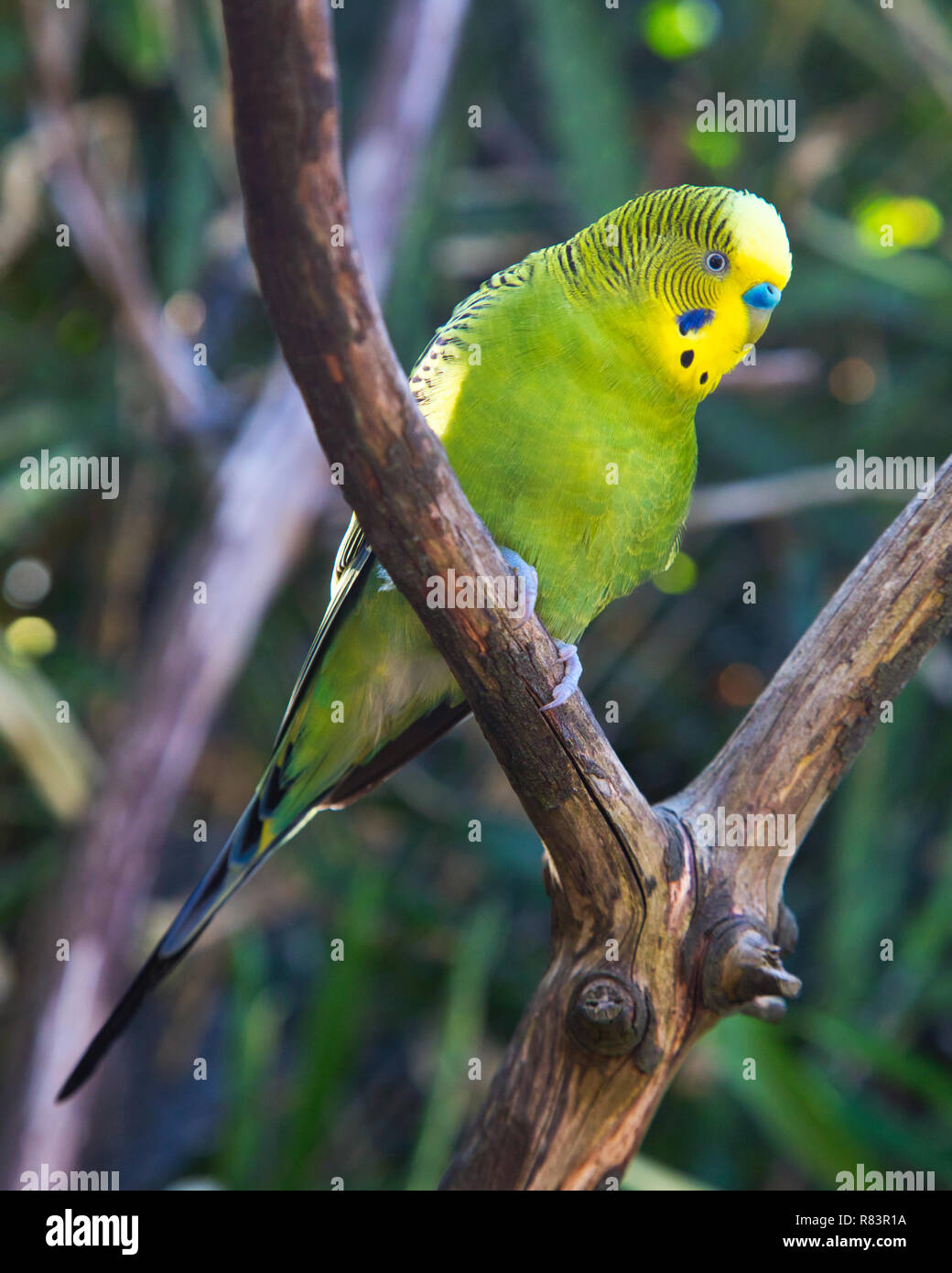 Budgerigar (melopsittacus undulatus) hi-res stock photography and ...