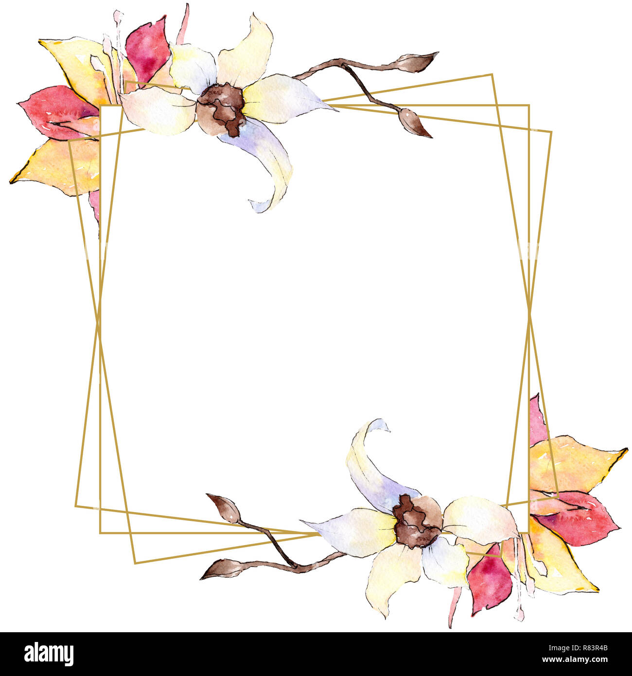 Yellow and white orchid flower. Watercolor background illustration set ...