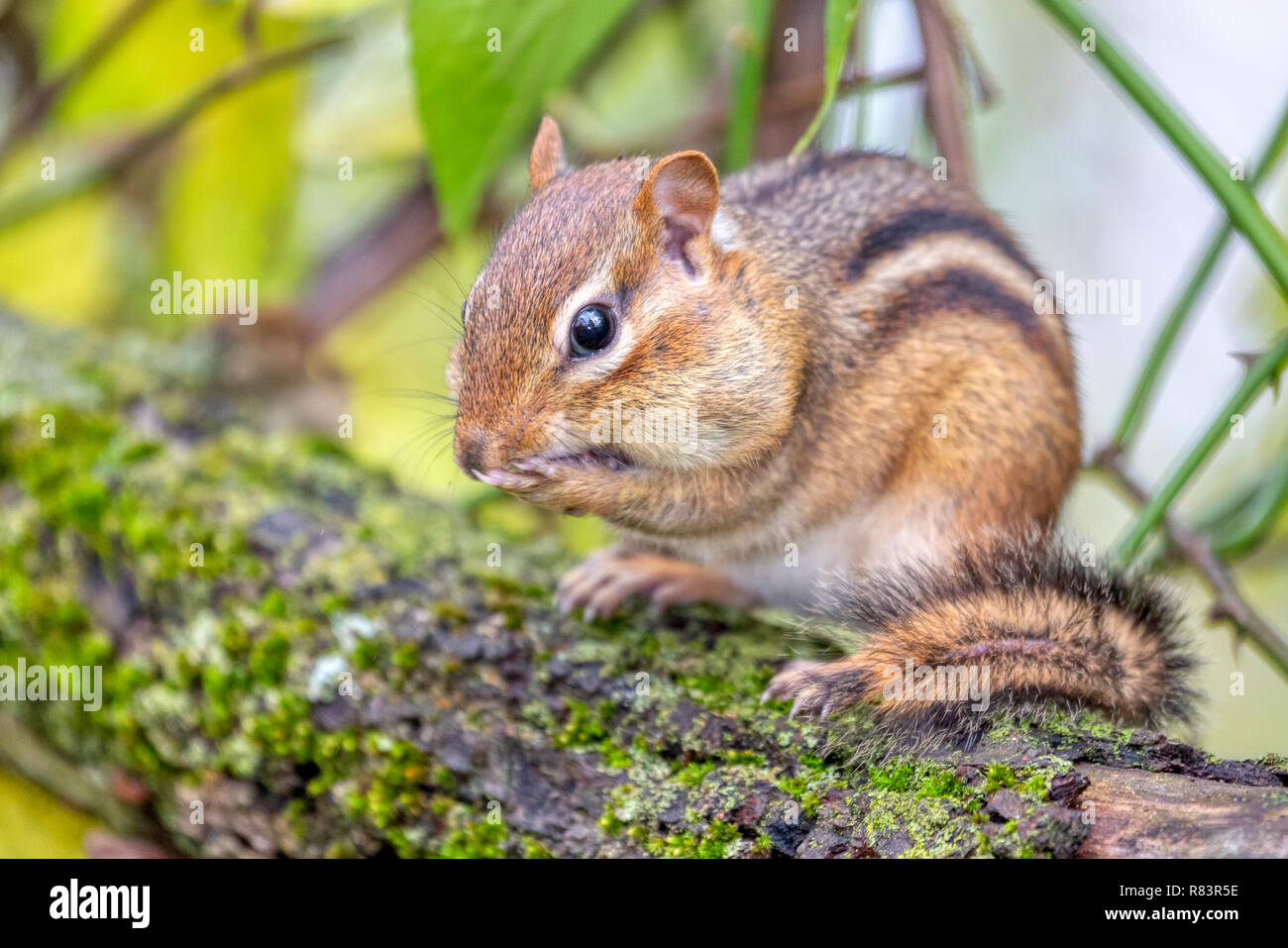 Eye level close up of a cute chipmunk Stock Photo - Alamy