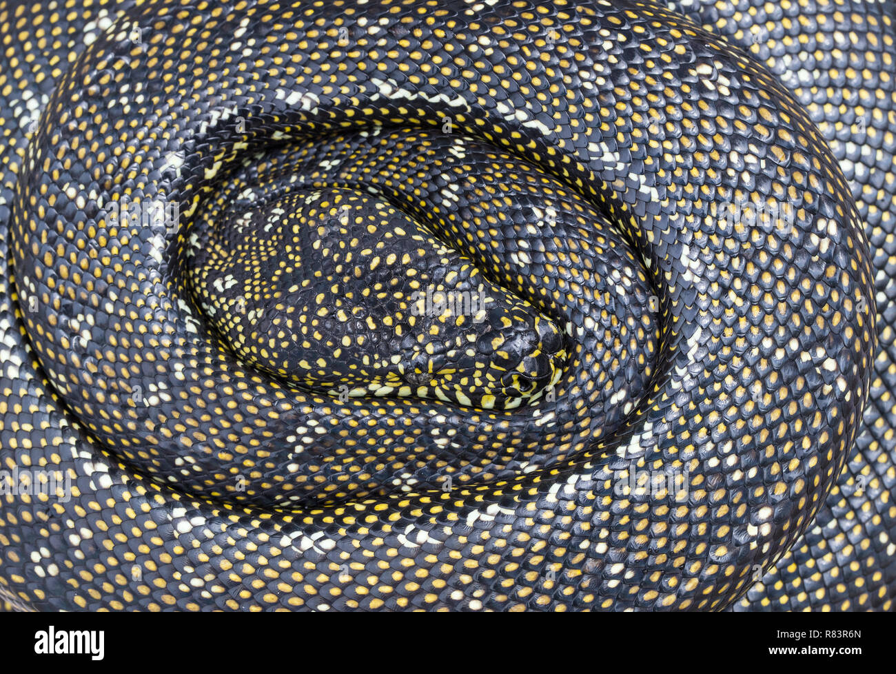 Diamond Python incubating eggs Stock Photo - Alamy